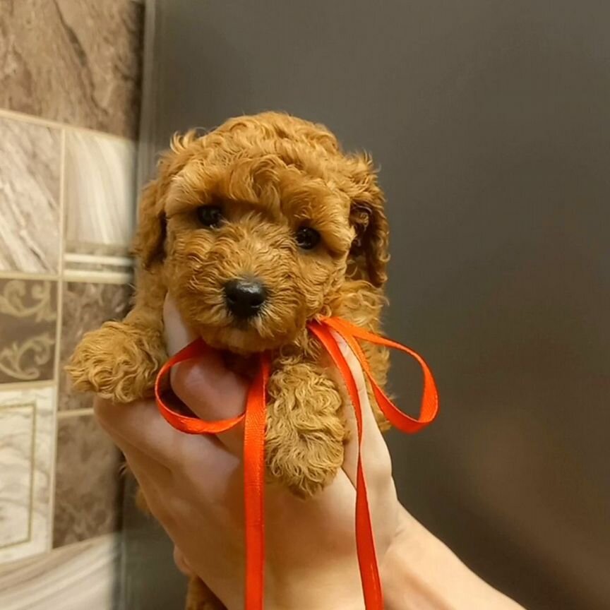 Той-пудель, щенок