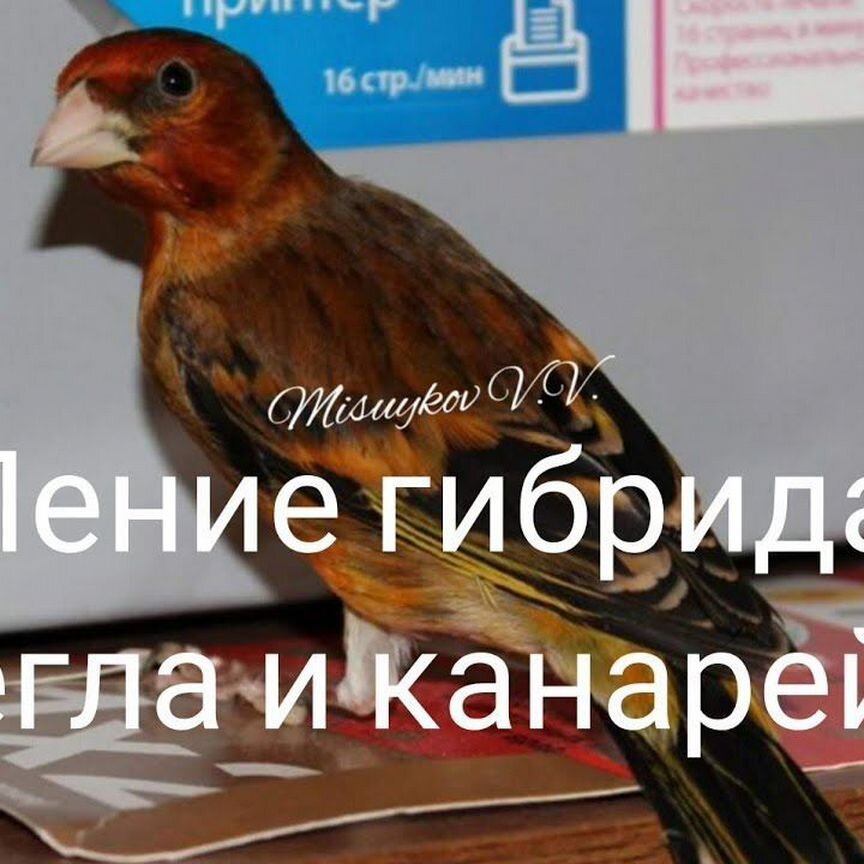 Гибрид щегол и канарейка