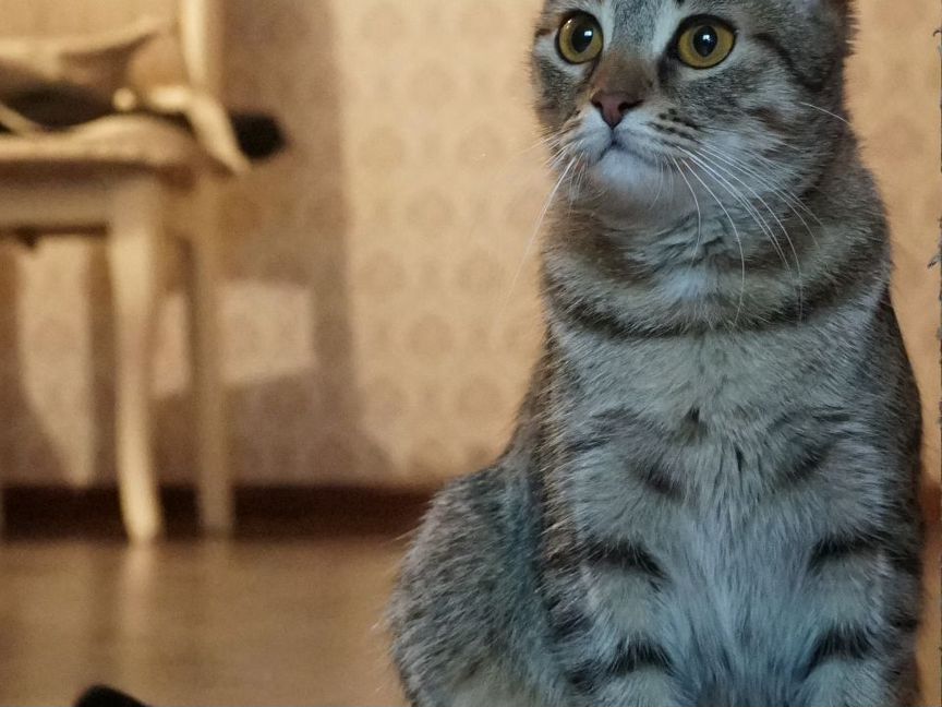 Кошка в дар 9 мес стерилизованая