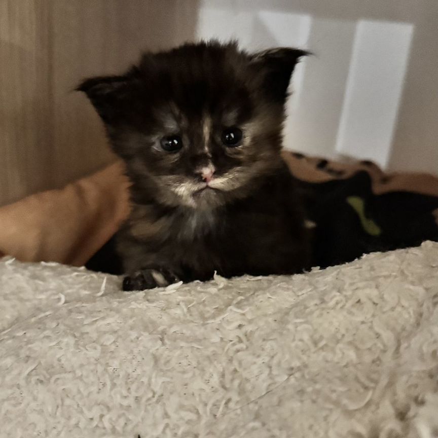 Котята мейн кун