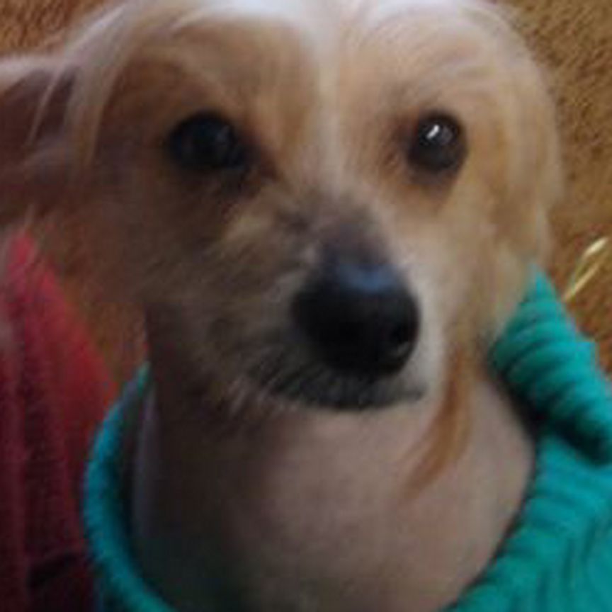 Китайская хохлатая, взрослая собака