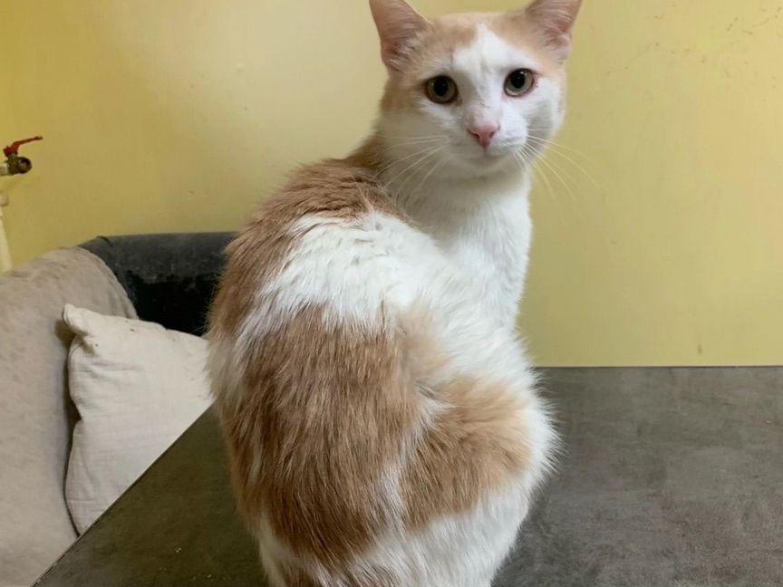 Кот в добрые руки