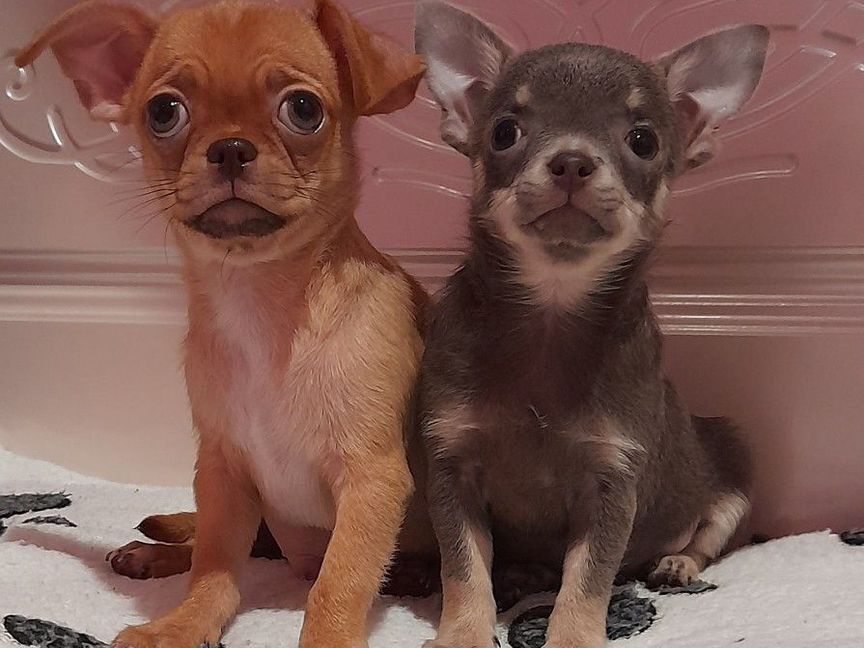 Мальчёнка и девчёнка