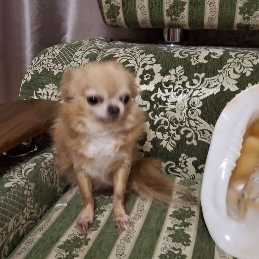 Чихуахуа супермини