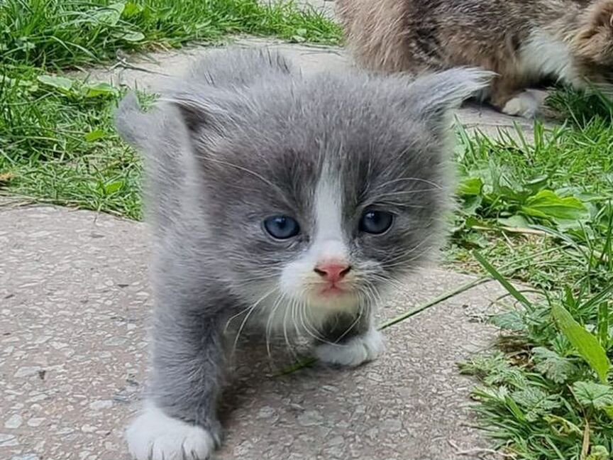 Котенок
