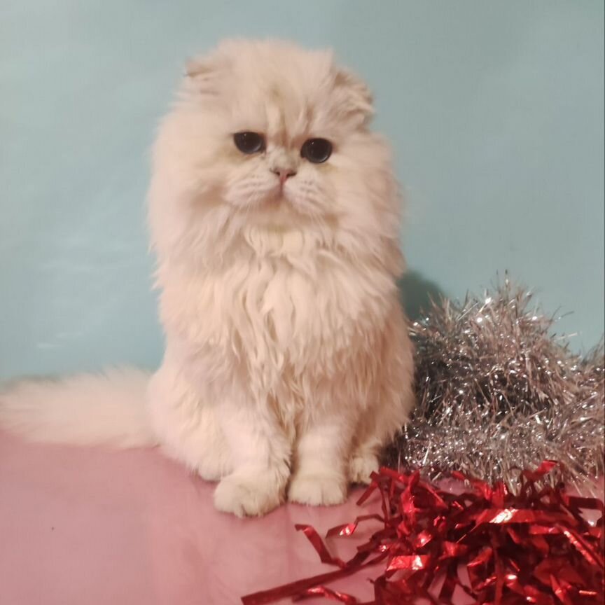 Котята золотая шиншилла