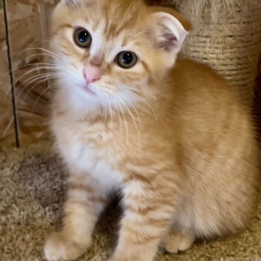 Вислоухие ражие котята