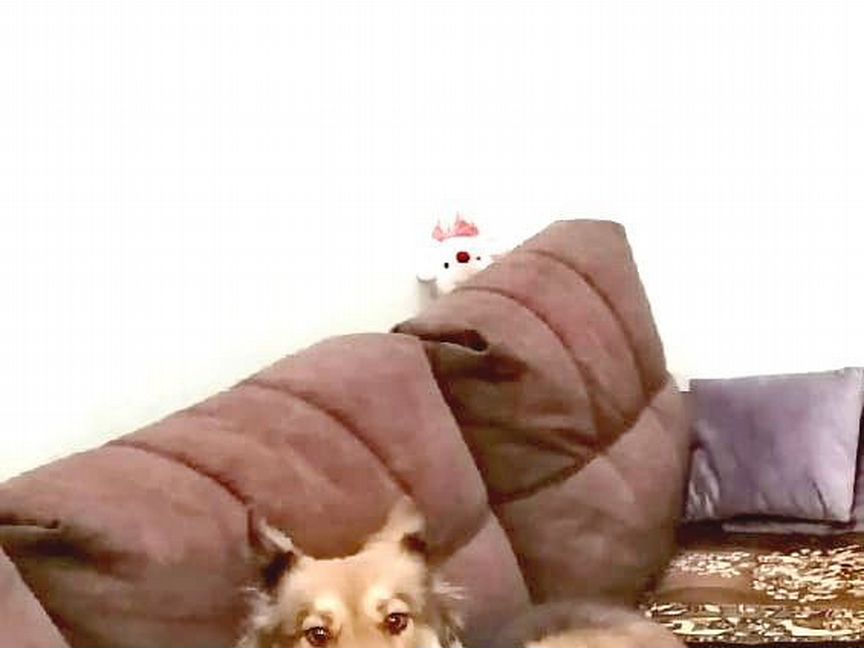 Линда в добрые руки