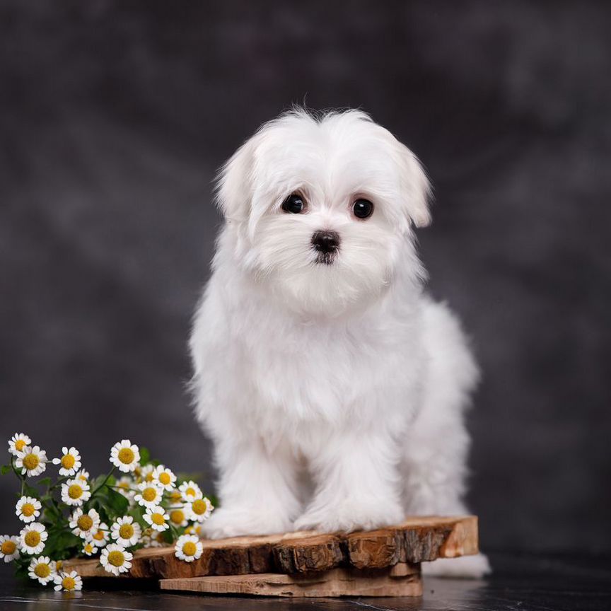 Щенки мальтезе