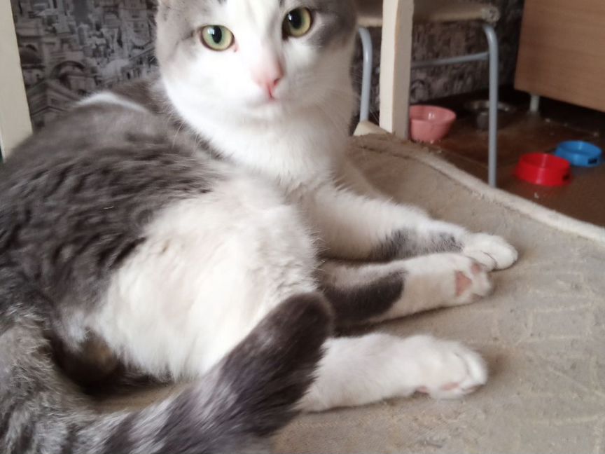 Кошки в добрые руки