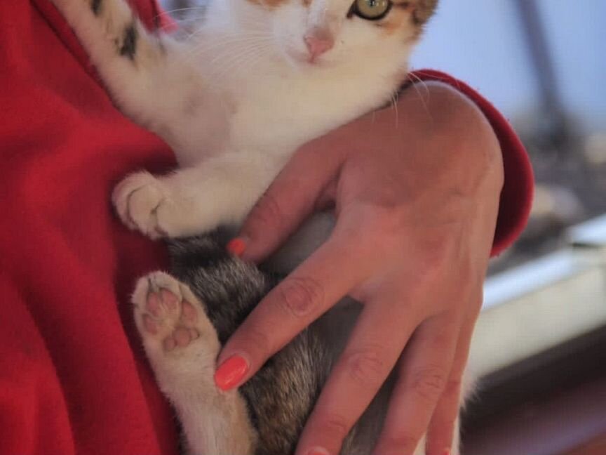 Стерилизованные котята