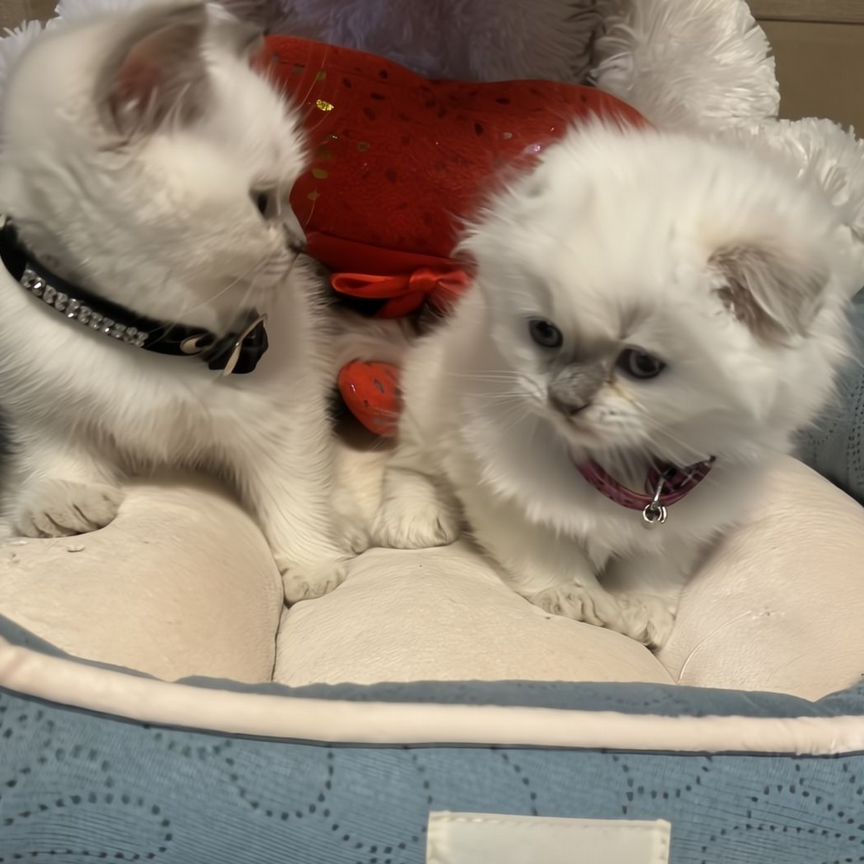 Шотландский вислоухий длинношёрстный котёнок