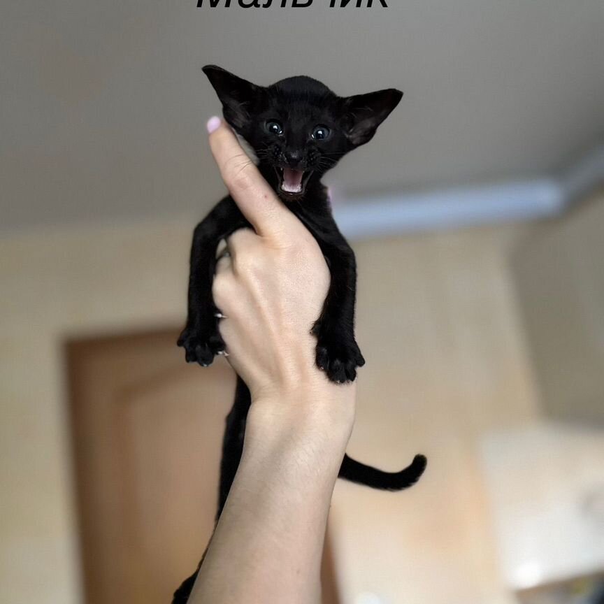 Ориентальные котята