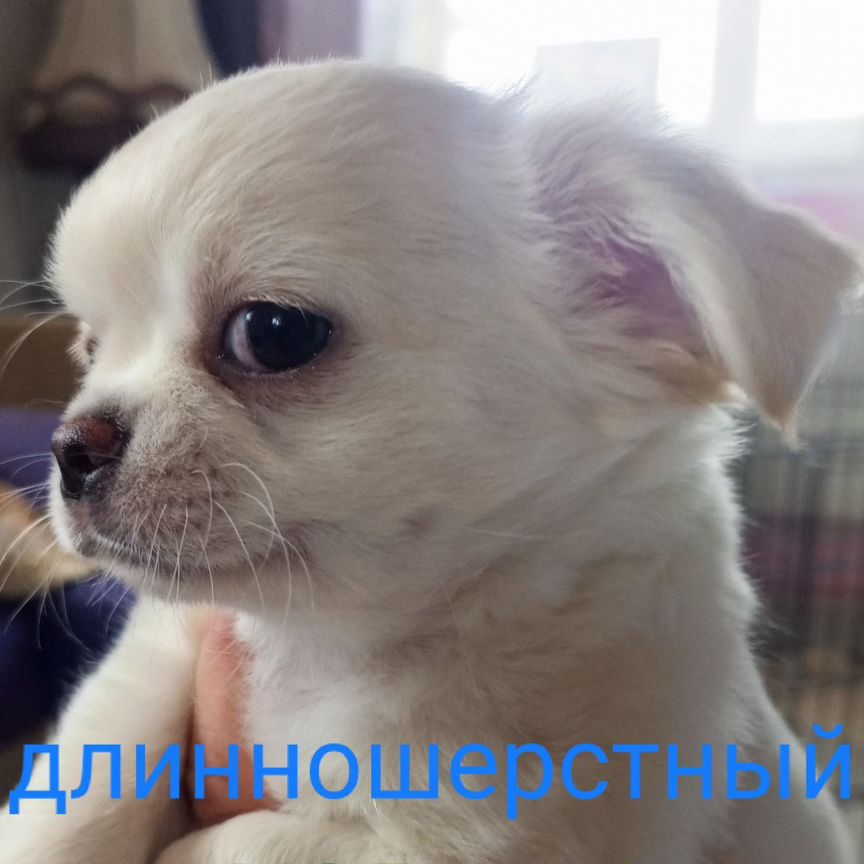 Чихуахуа, щенок