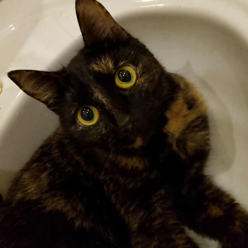 Кошечка мышеловка ищет дом