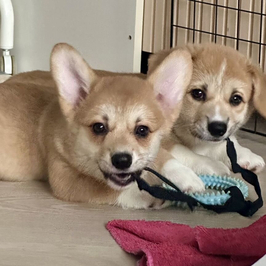 Вельш Корги Пемброк, щенок