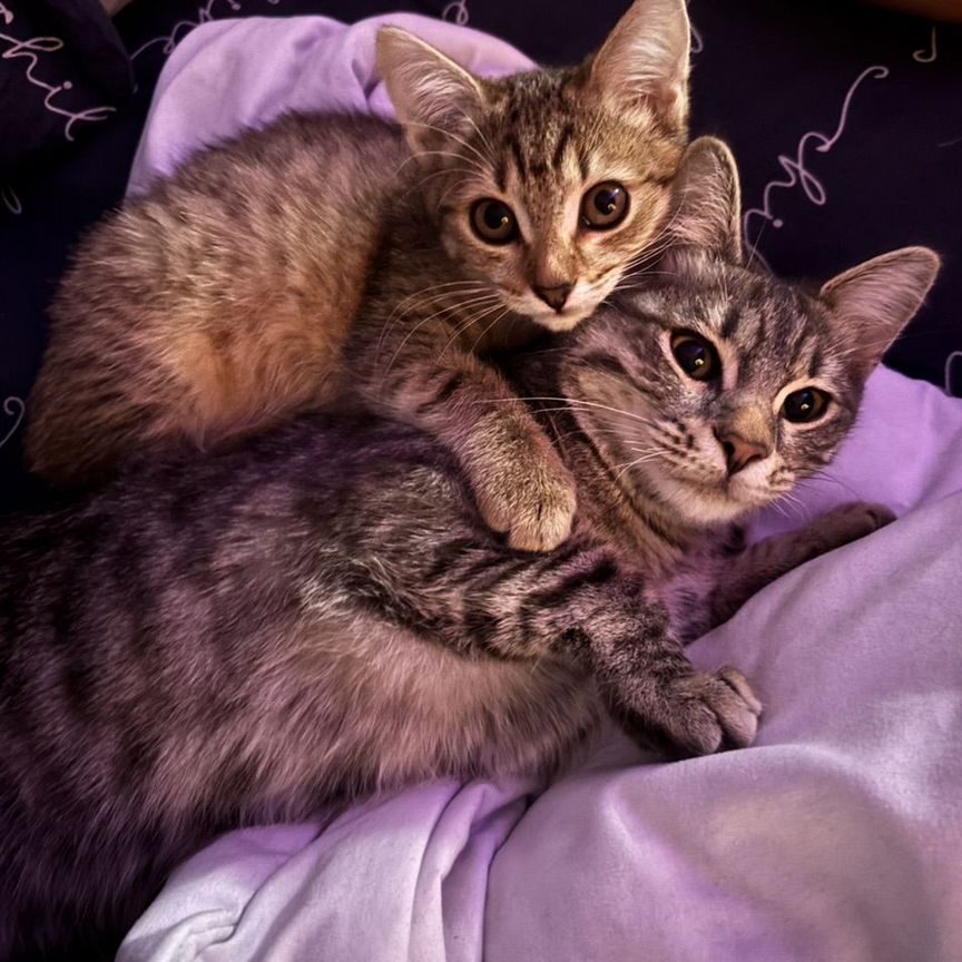 Шотландский прямоухий короткошёрстный котёнок