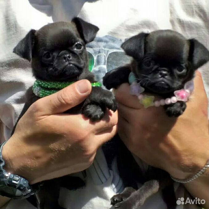 Чёрные мальчики брабики