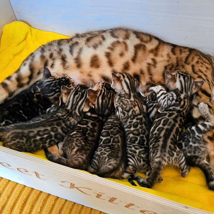 Бенгальское счастье в ручки Бенгальские котята