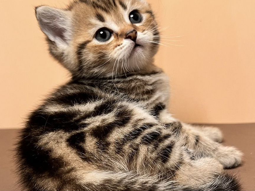 Шотландские прямоухие котята