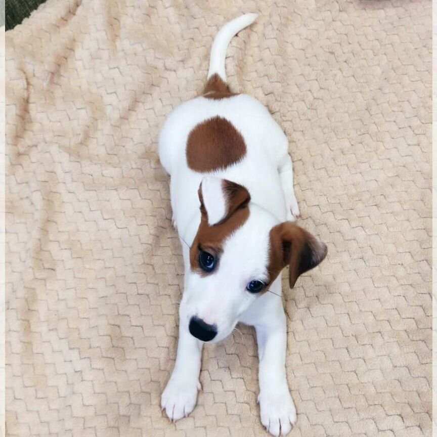 Джек-рассел-терьер, щенок