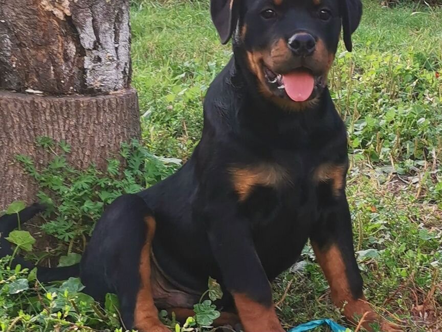 Щенки ротвейлера