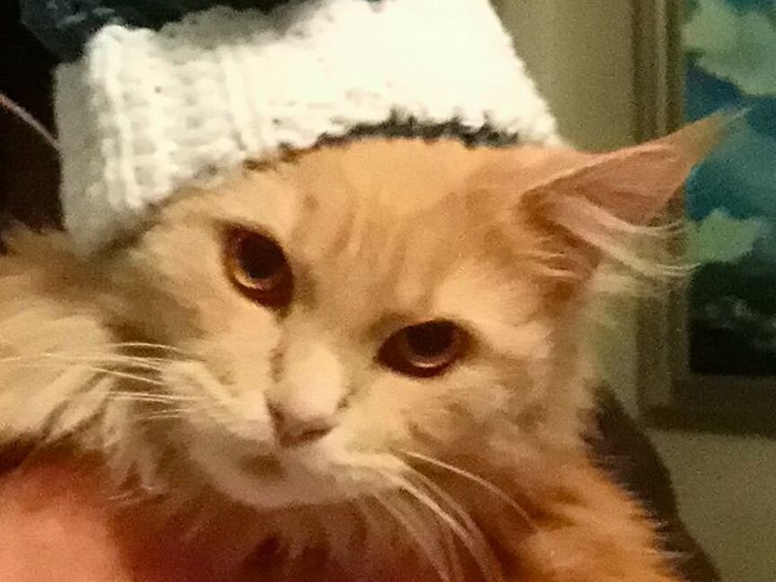 Шапочка для котика