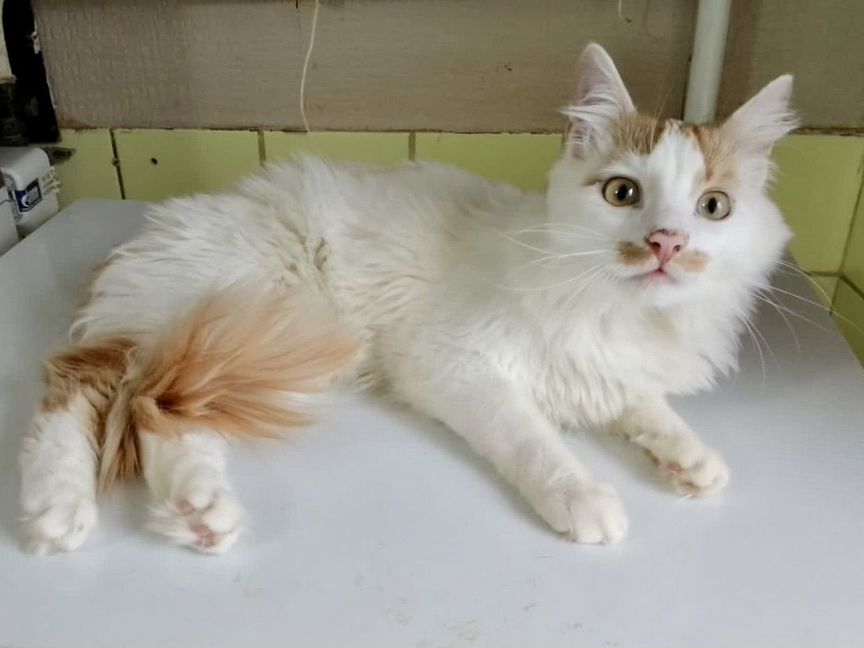 Чудо-чудное в дар