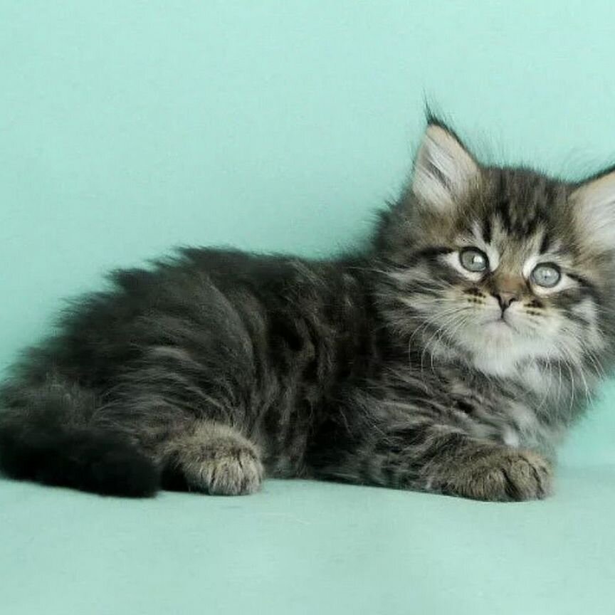 Сибирская киска