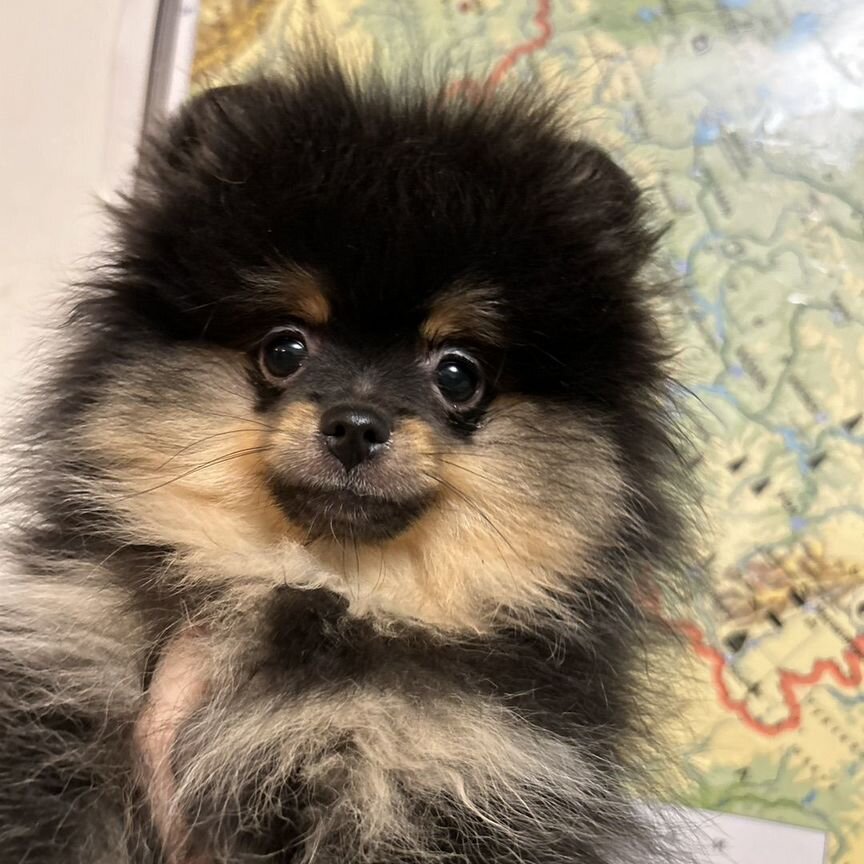Шпиц померанский девочка