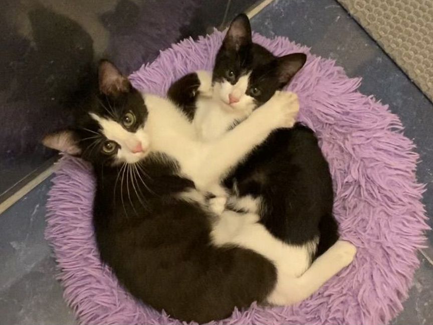 Котята 3-4 месяца, пара