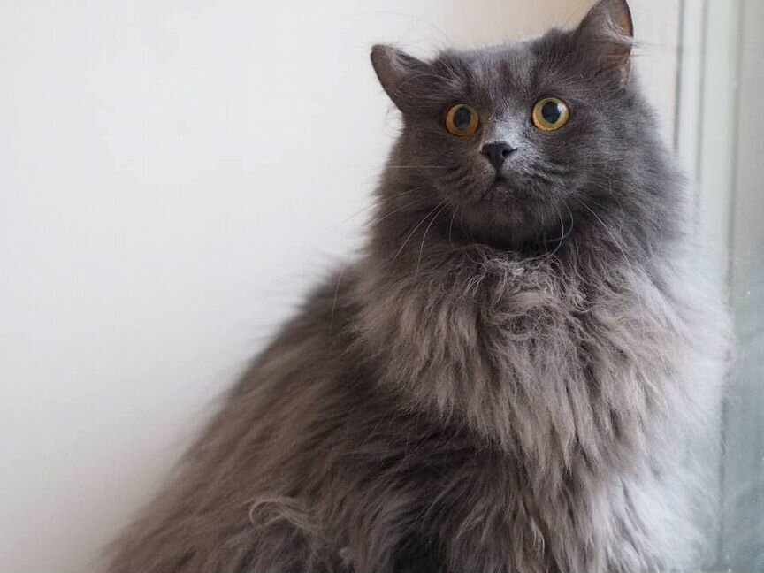 Удивительная кошечка в добрые руки