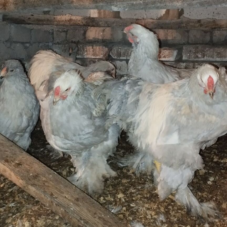 Петухи Брама Изабелла