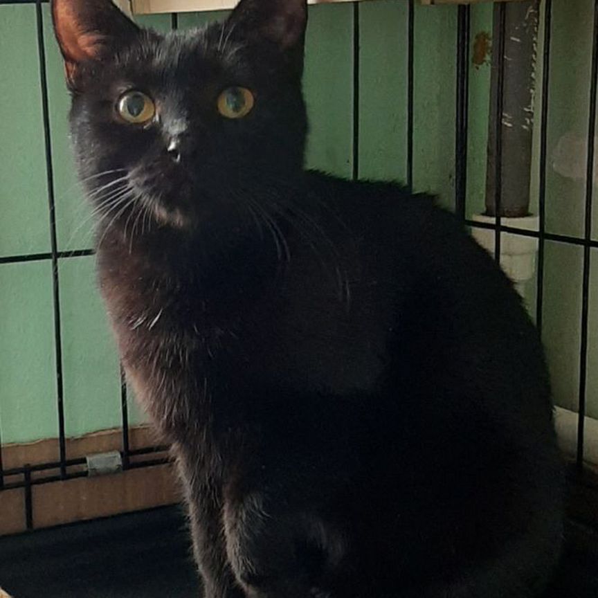 Кошки в добрые руки