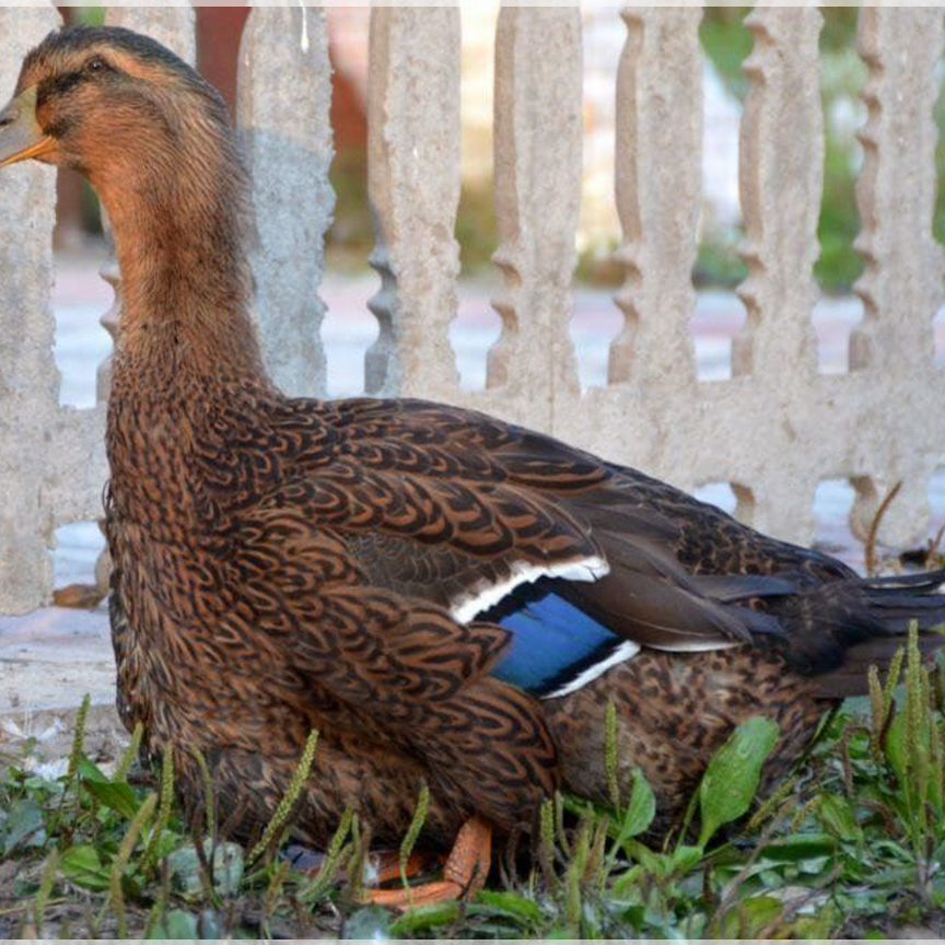 Руанская утка