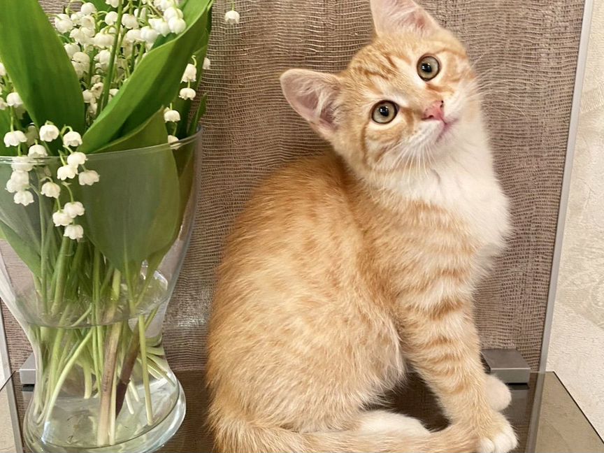 Рыжий мальчишка ищет родителей