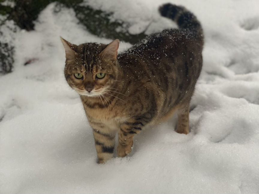 Бенгальская кошка
