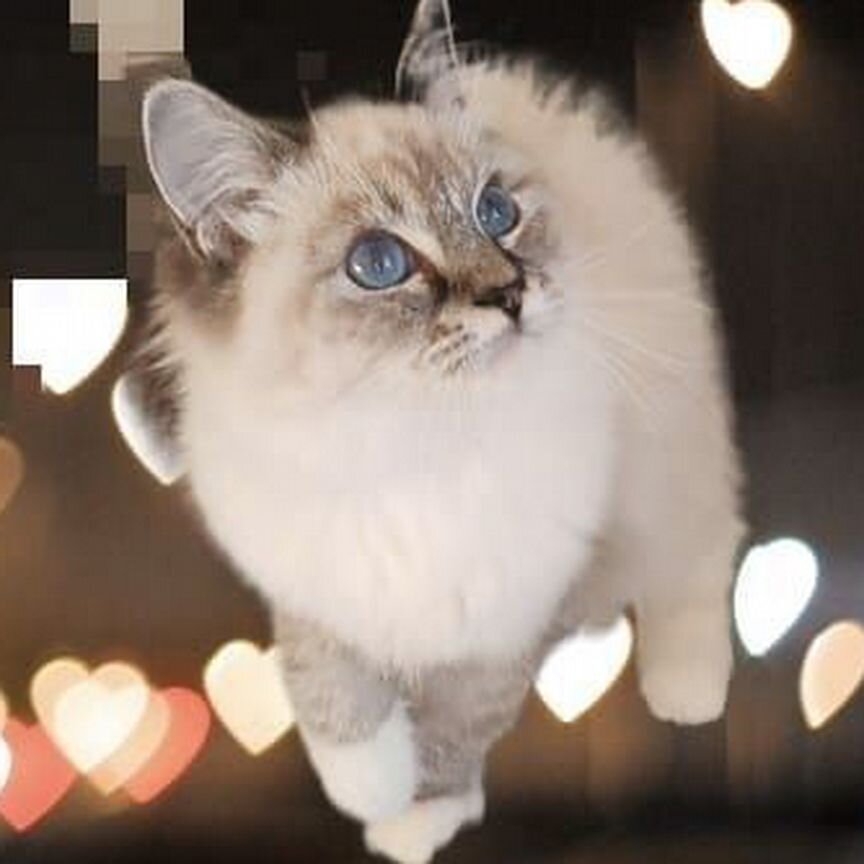 Котёнок Рэгдолл