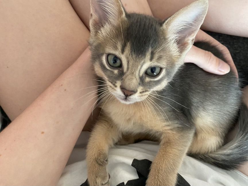 Абиссинский голубой котенок