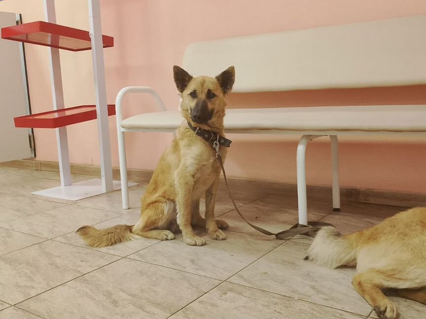 Отдадим собачек в хорошие руки