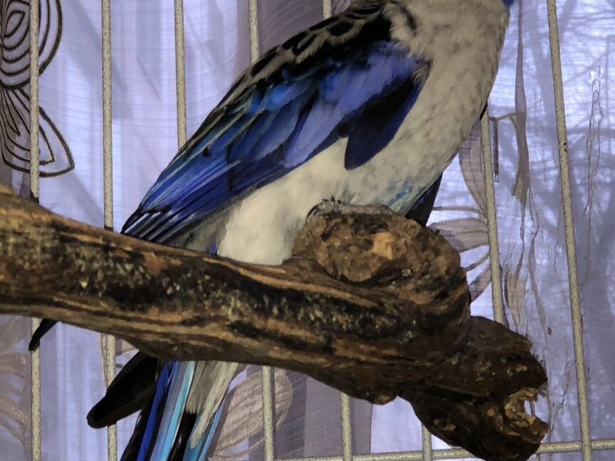 Попугай Розелла