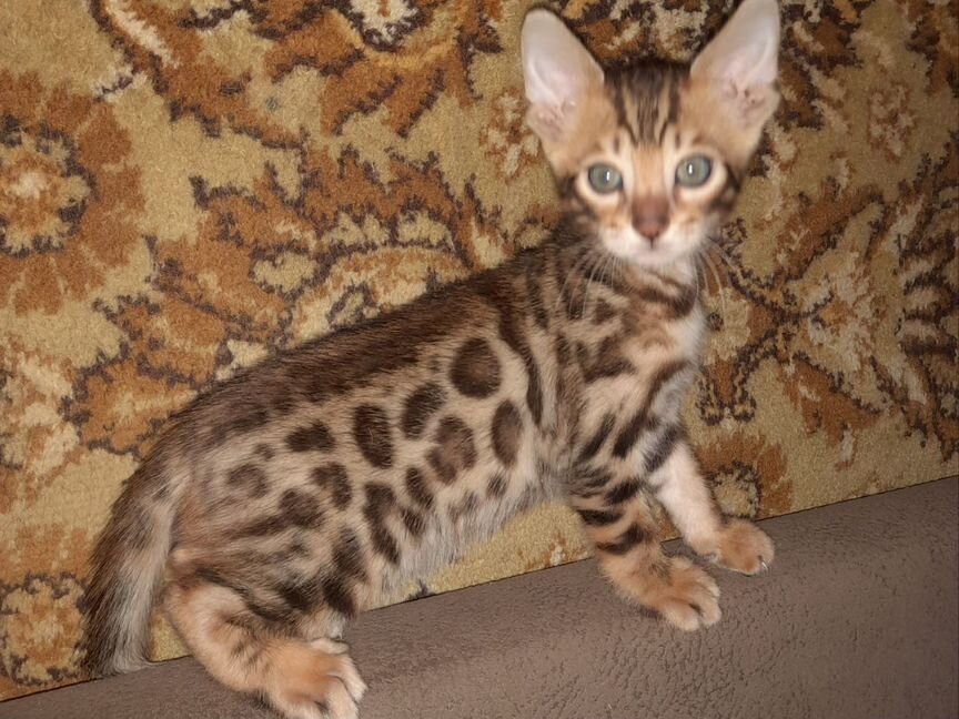 Бенгальская