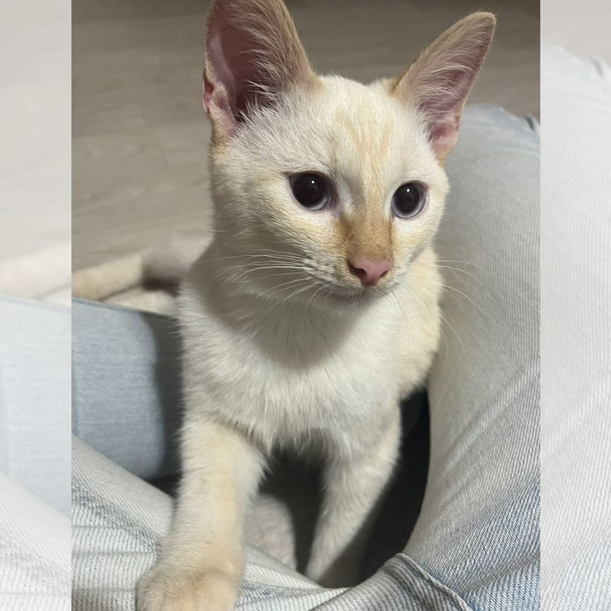 Котёнок в добрые руки