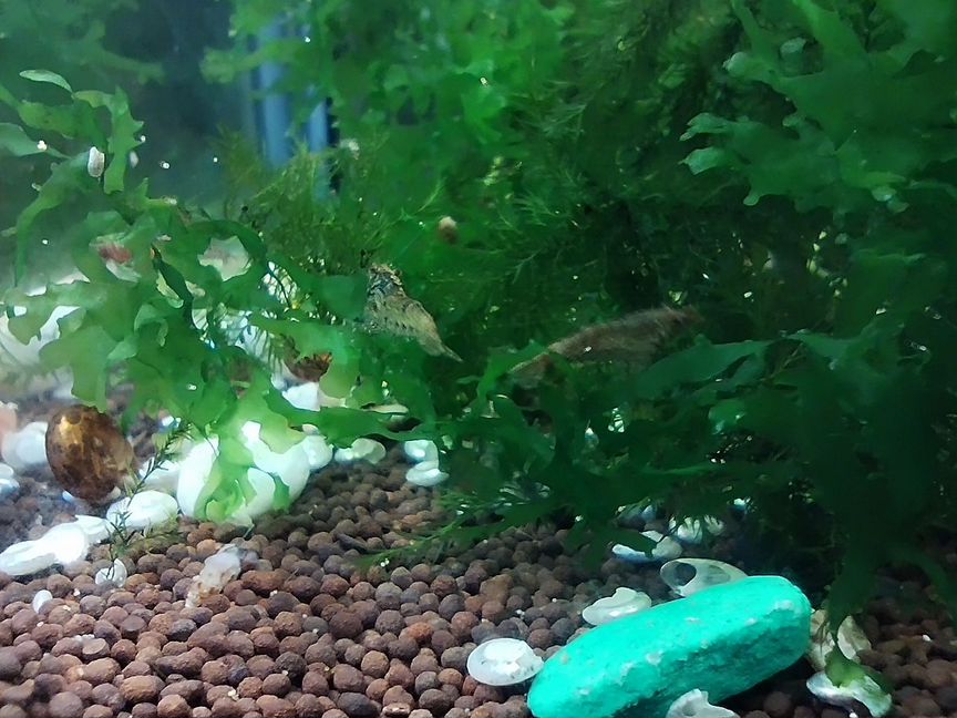 Креветки Амано