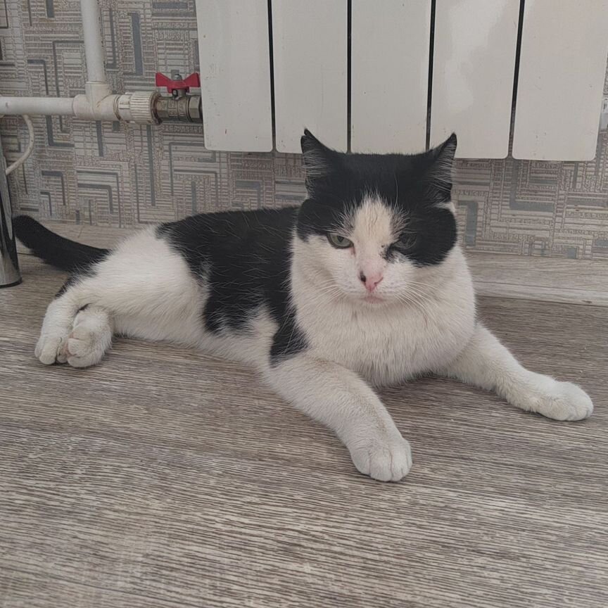 Взрослый кот в добрые руки