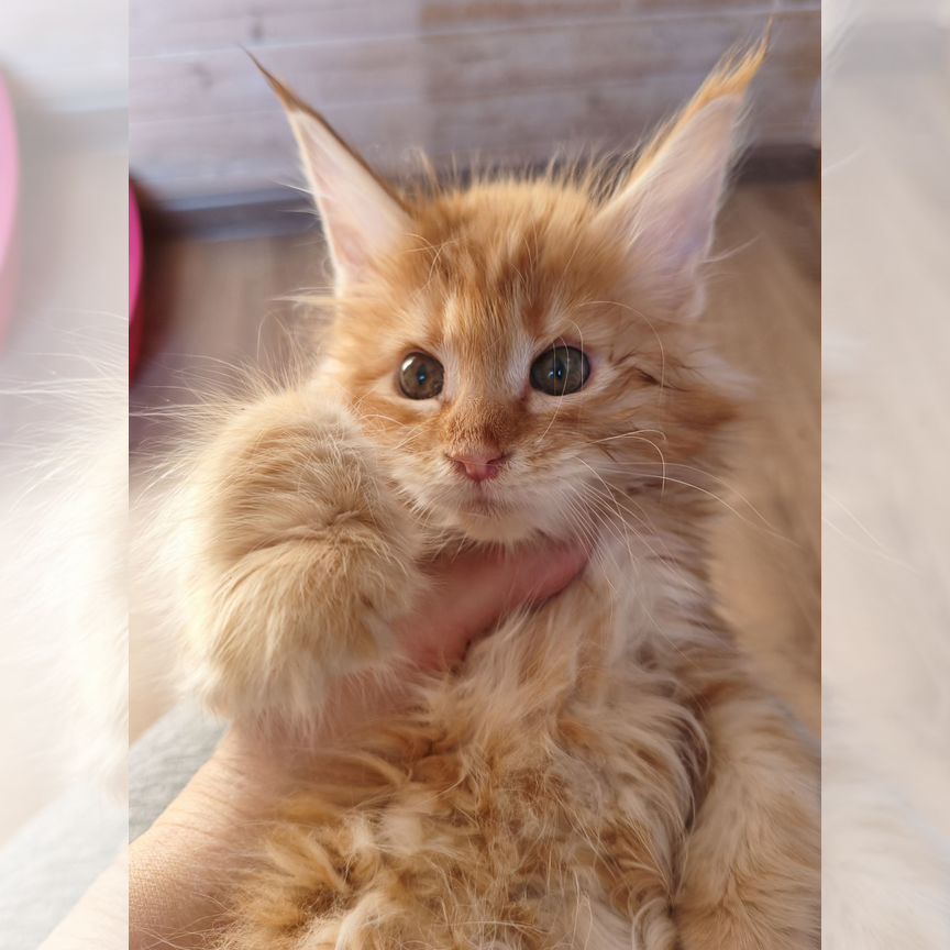 Мейн-кун котёнок