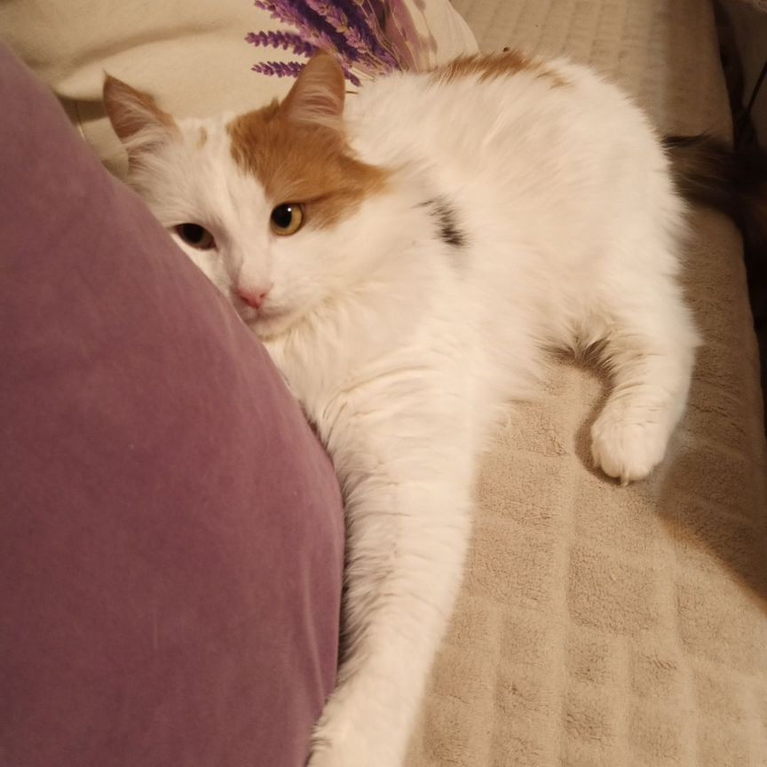 Взрослая, Девочка кошка в добрые руки