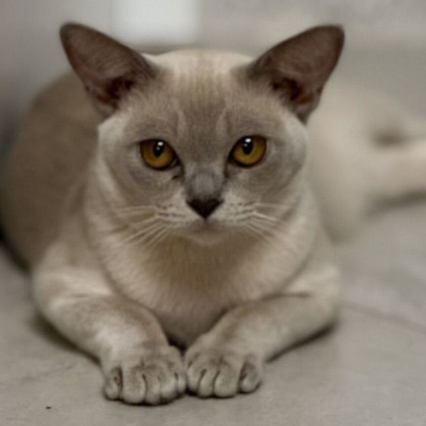 Европейский бурманский котёнок