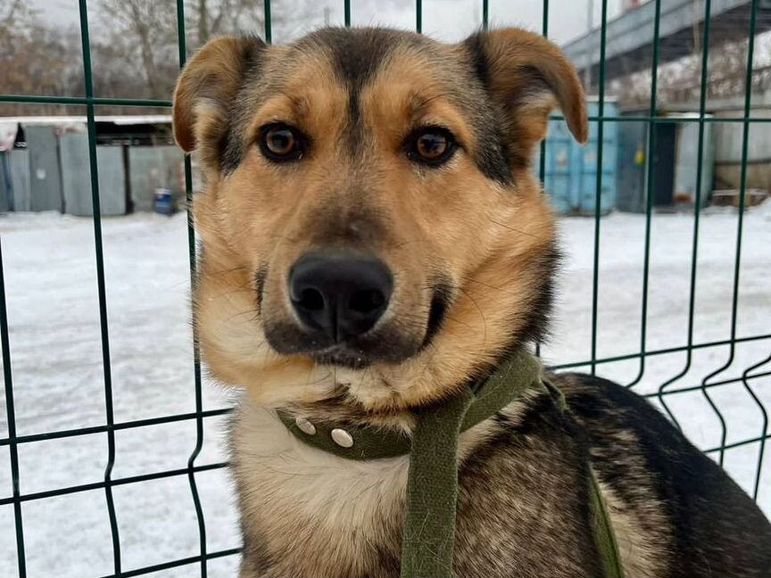 Собака из приюта ищет дом