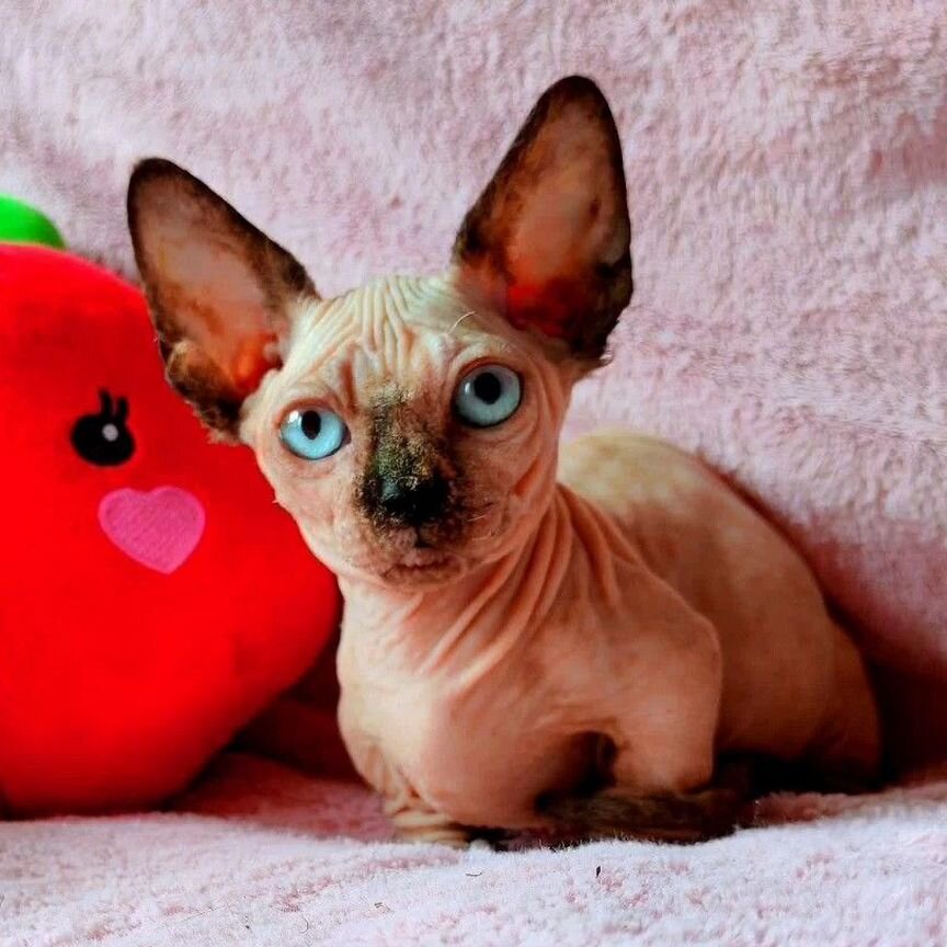 Бамбино котёнок